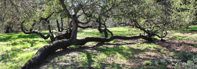 Engelmann oak walk - The Arboretum