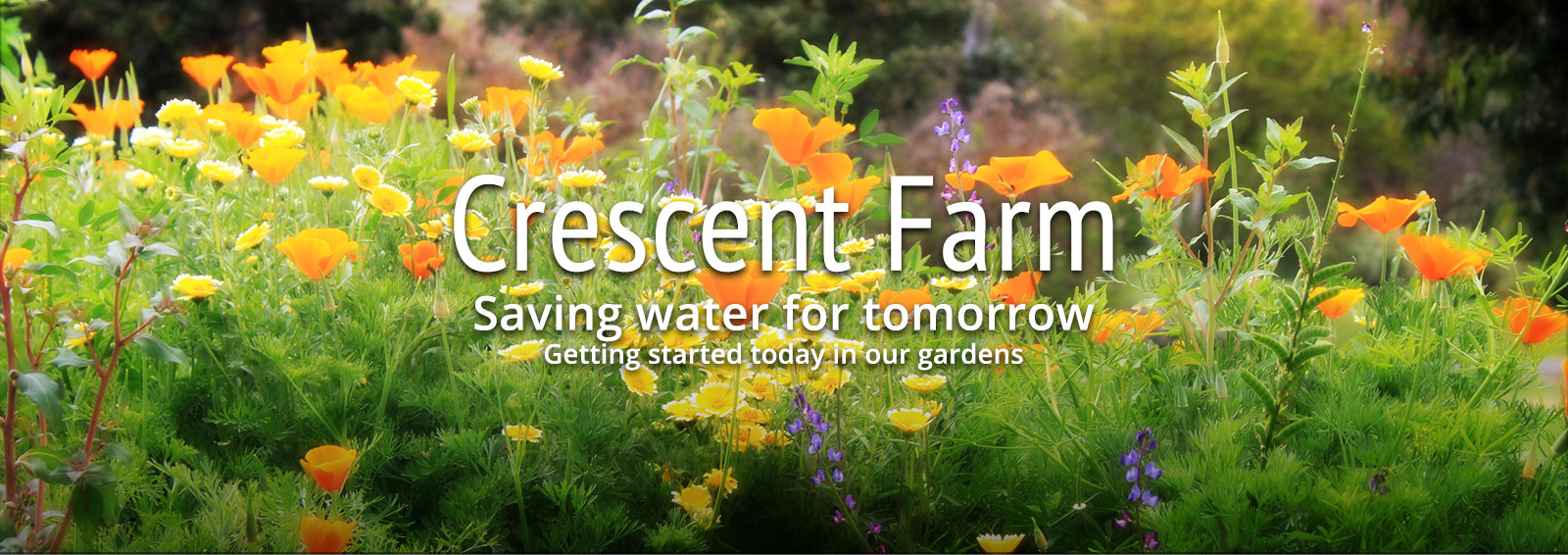 Crescent Farm - The Arboretum