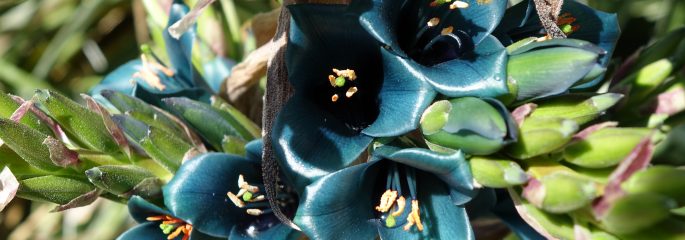 Sapphire Tower - The Arboretum