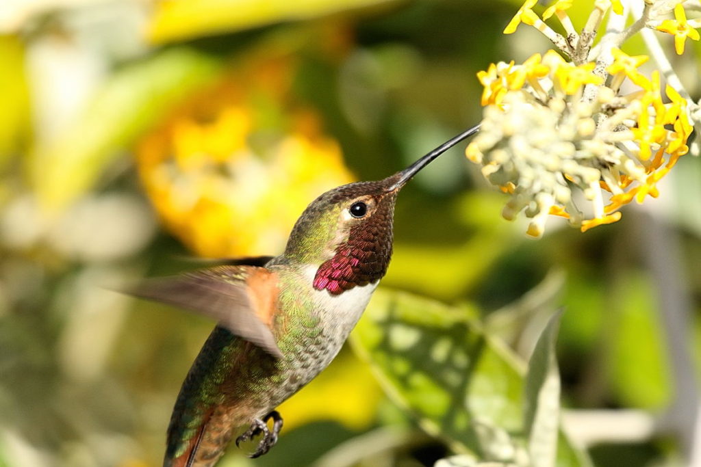 Arboretum Library - The Arboretum