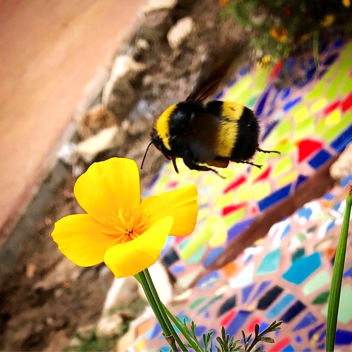 How Crescent Came to Bee - The Arboretum