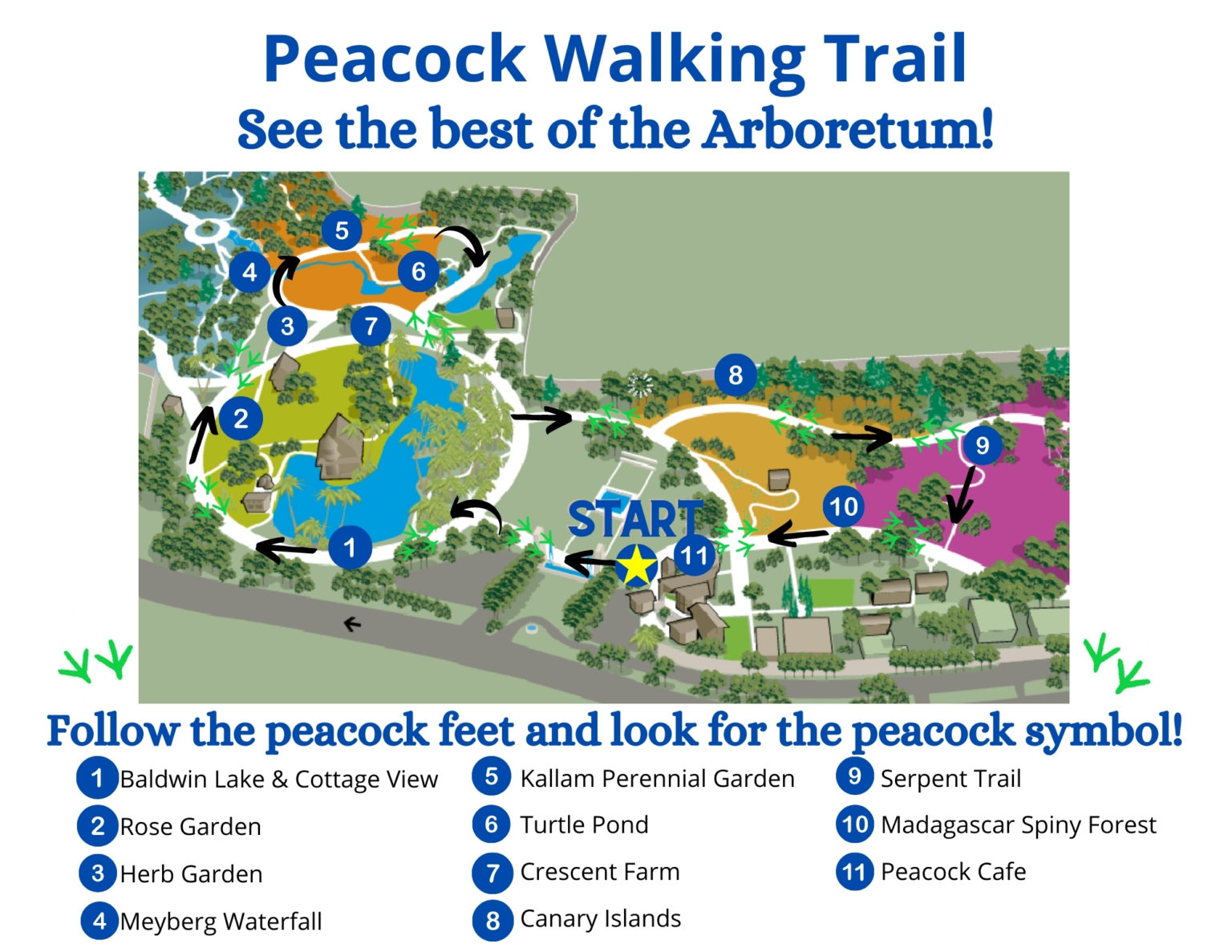 Peacock Walking Trail - The Arboretum