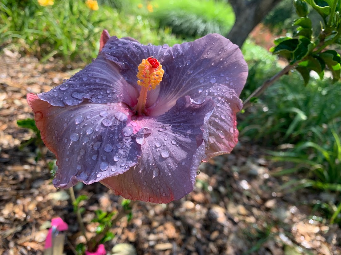 Lovely Hibiscus - The Arboretum