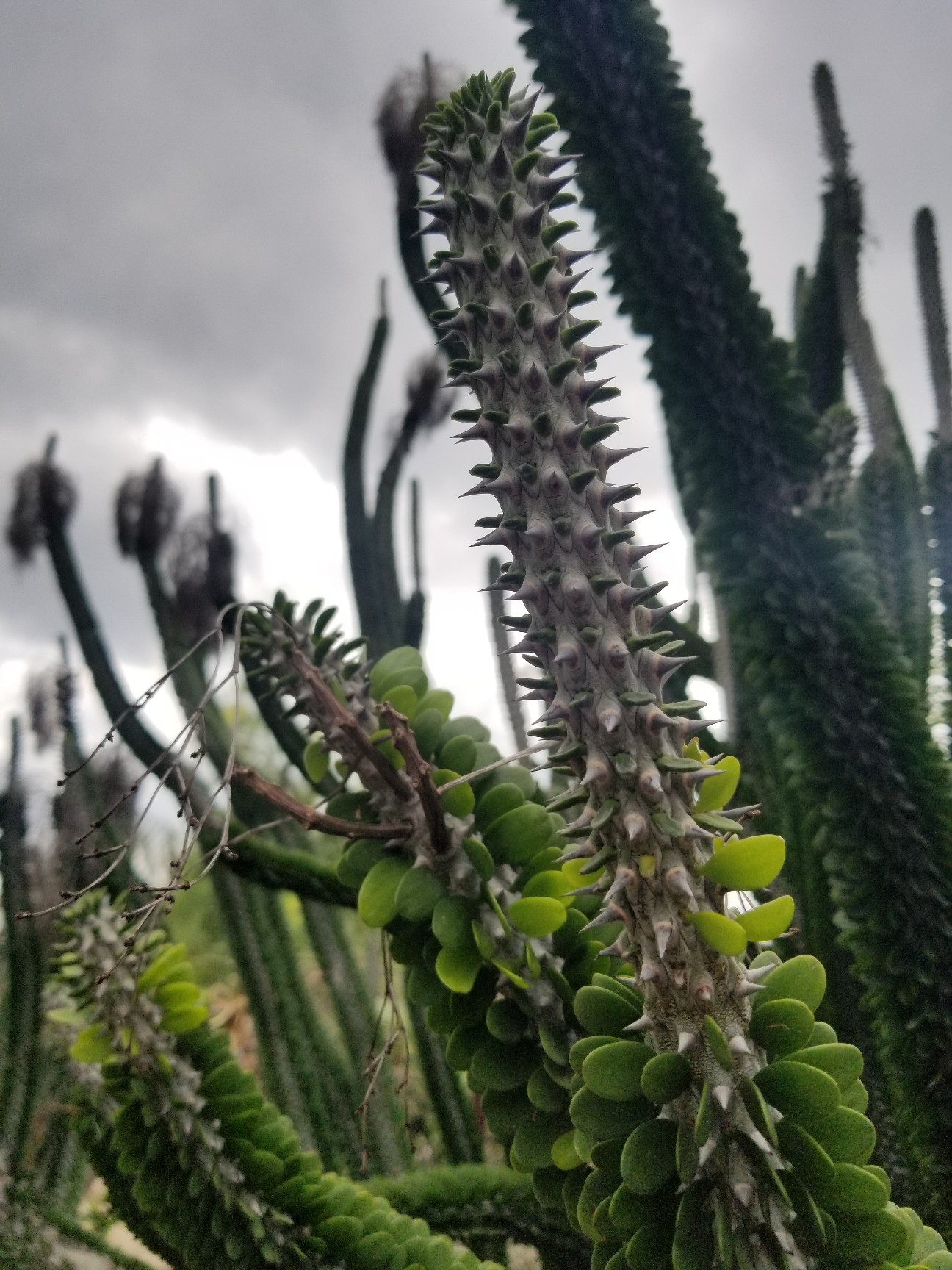 Freaky Flora Self-Guided Walk - The Arboretum