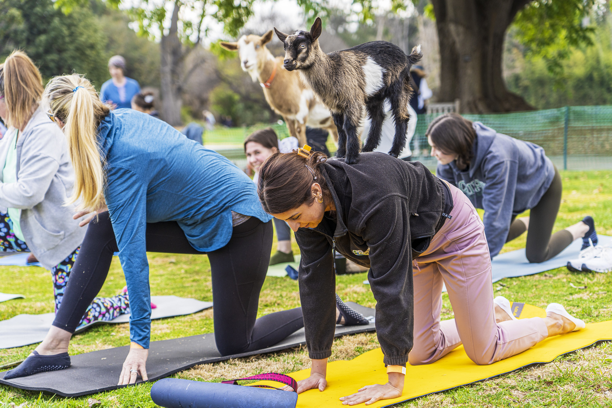 Goat Yoga with Hello Critter - The Arboretum