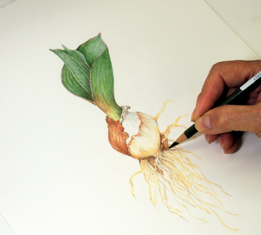Botanical Art & Illustration - The Arboretum