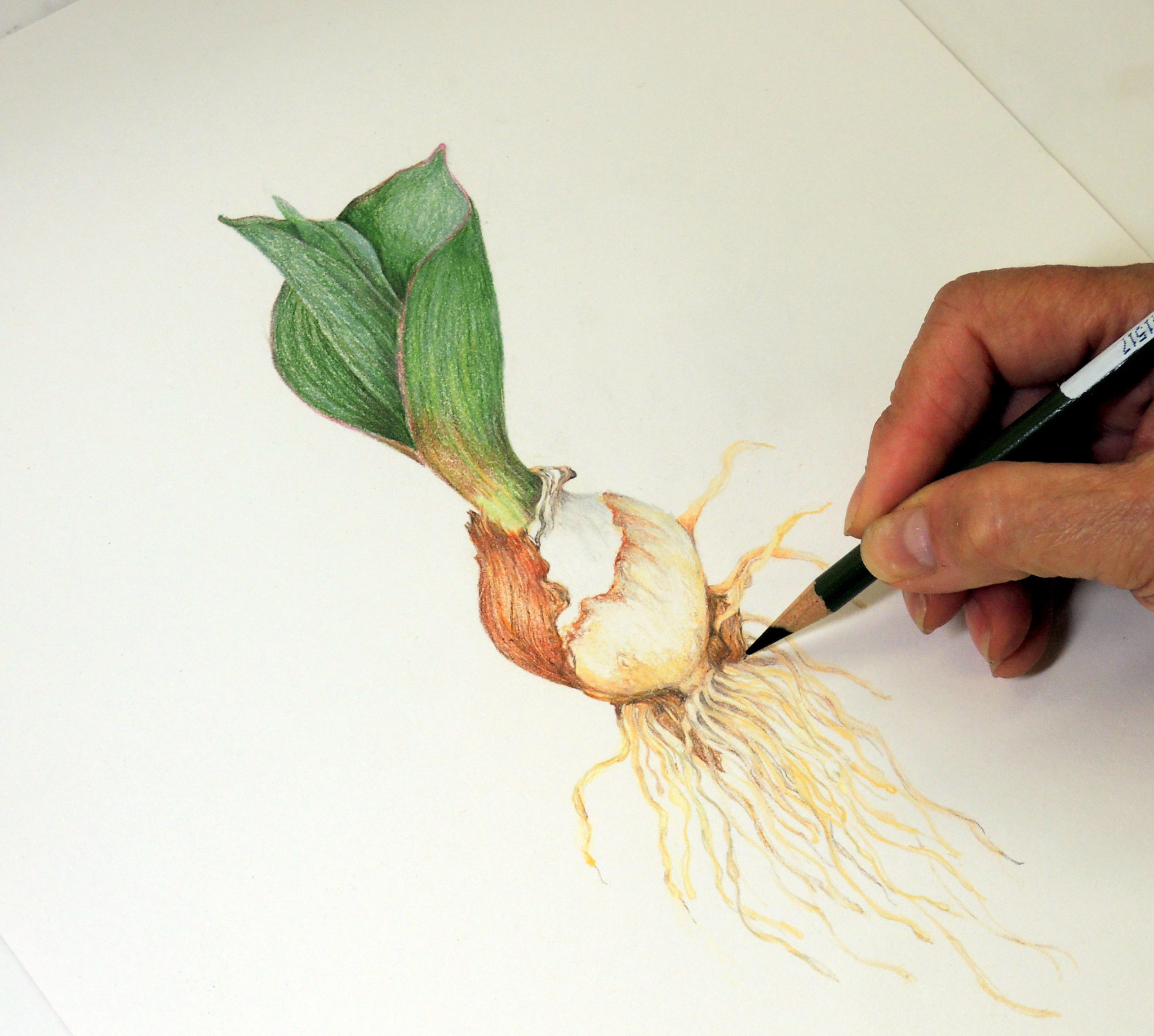 Botanical Art & Illustration - The Arboretum