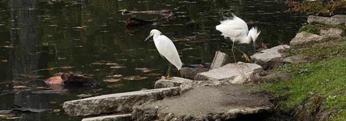 Bird Walk with Pasadena Audubon - The Arboretum